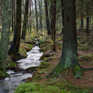 Skogsgruppen – Naturskyddsföreningen i Stockholms län